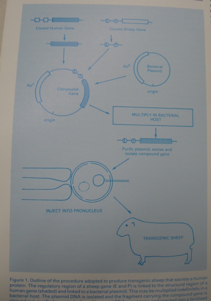 Transgenic sheep – genetic engineering at ABRO | Towards Dolly